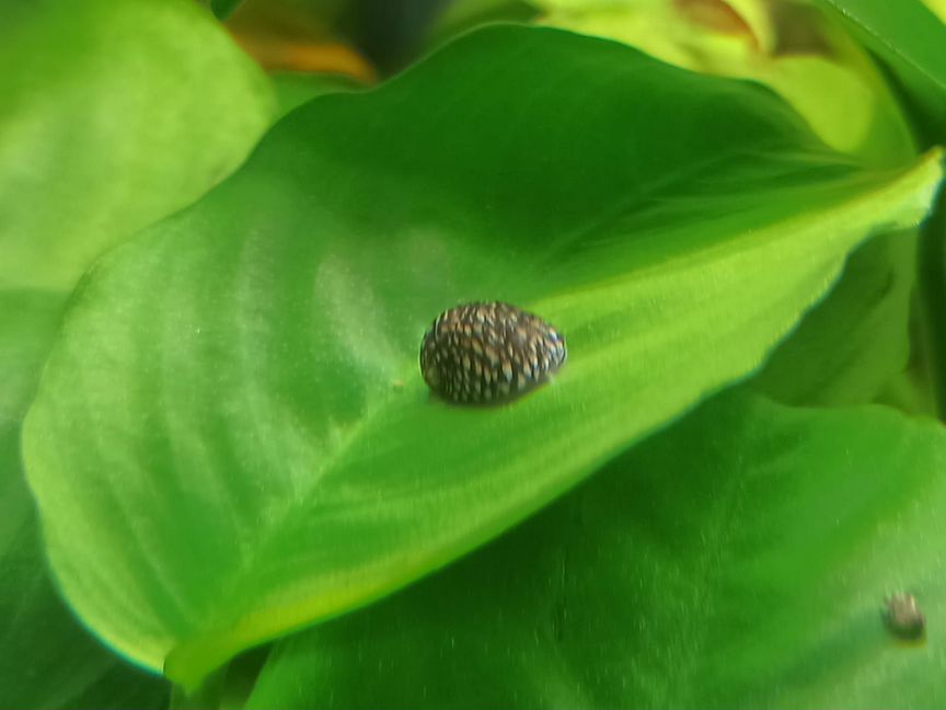 Теодоксус улитка