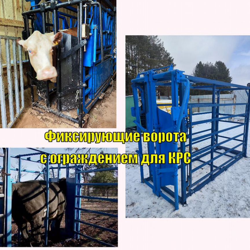 Фиксирующие ворота с ограждением для крс