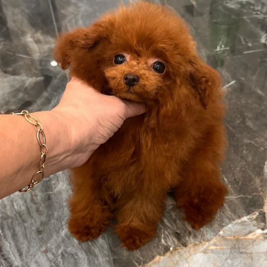 Той-пудель, щенок