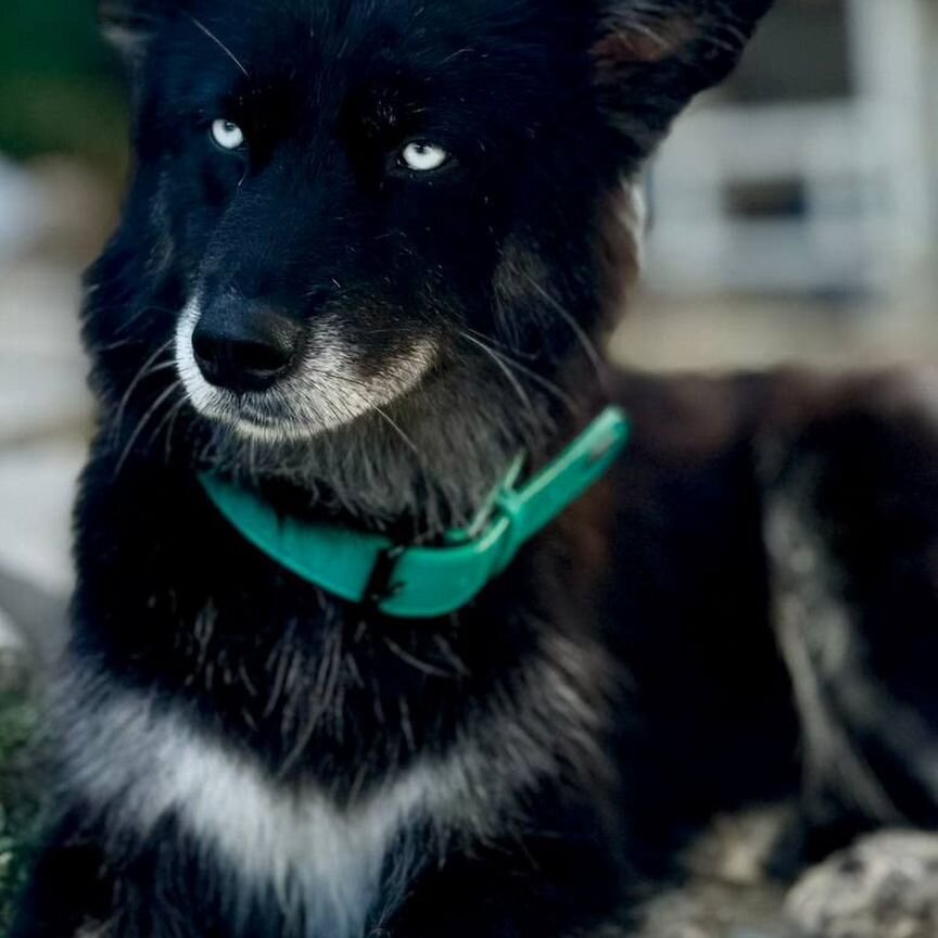 Харли ищет дом