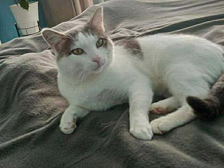 Кот мышелов ласковый 1 год кастрирован