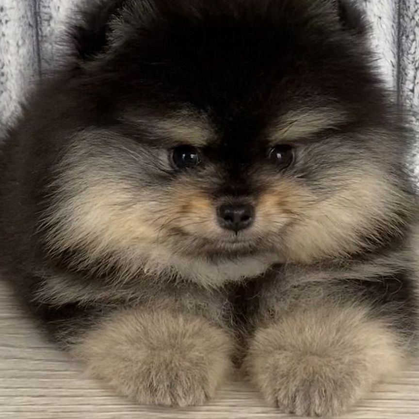 Померанский шпиц, щенок