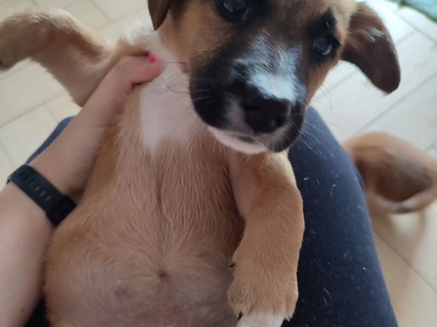 Собака в добрые руки отдам бесплатно