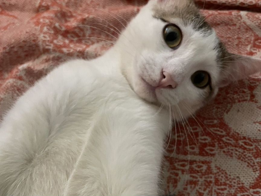 Котята крысоловы