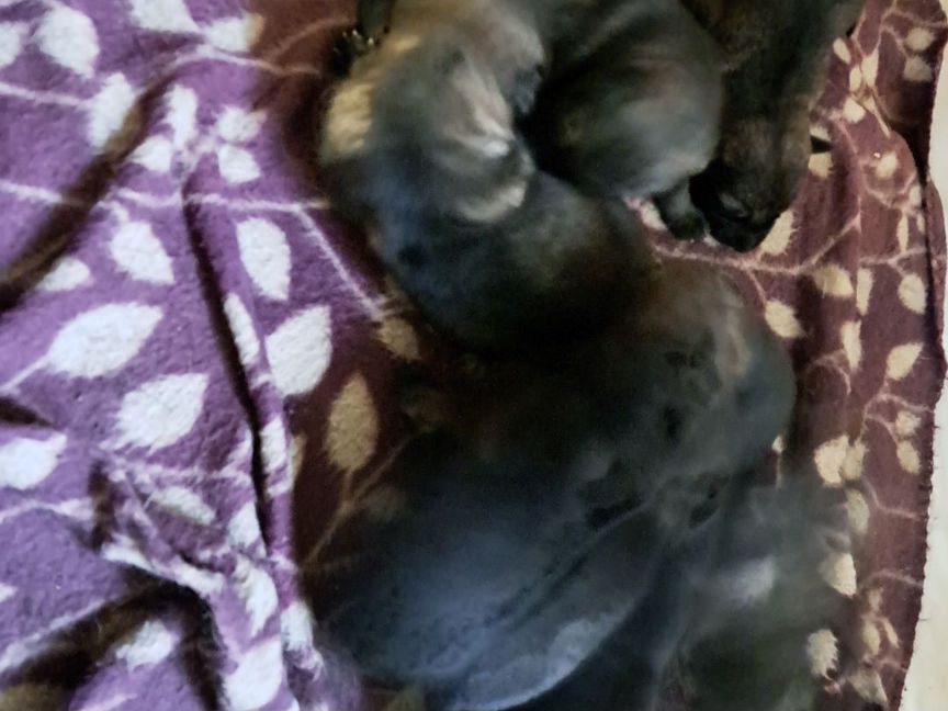 Щенки вео-немки