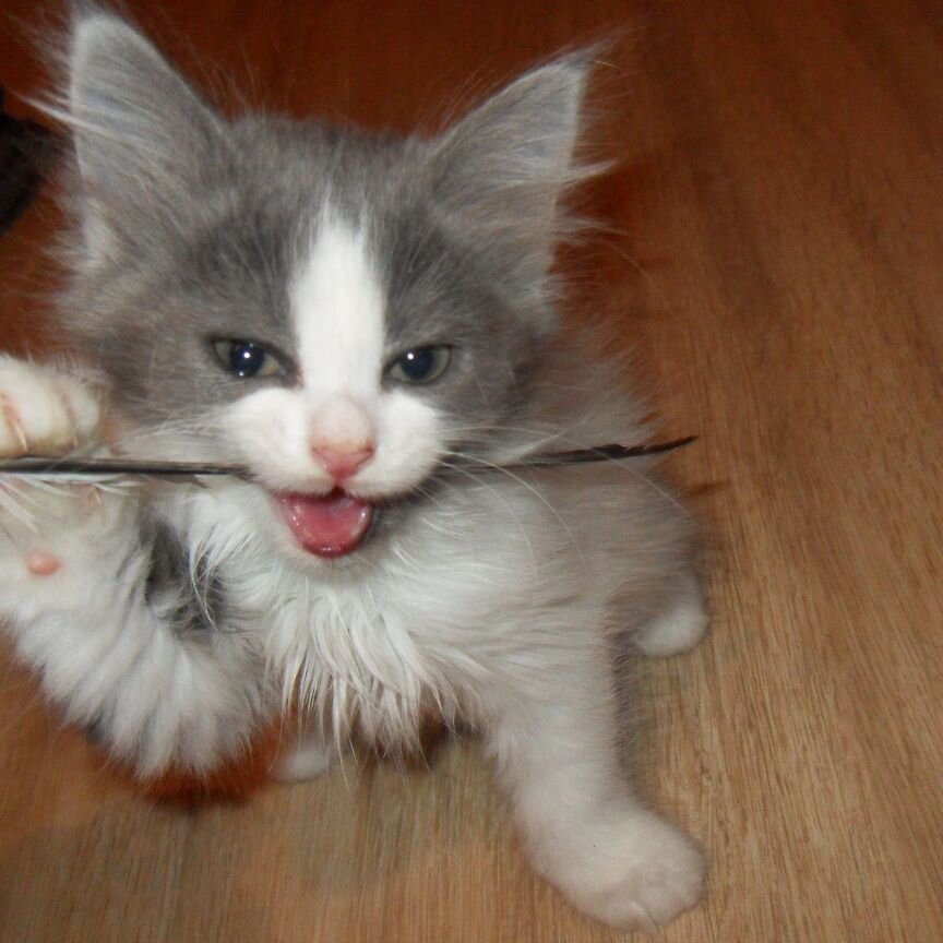 Четыре маленьких пушистика в добрые руки