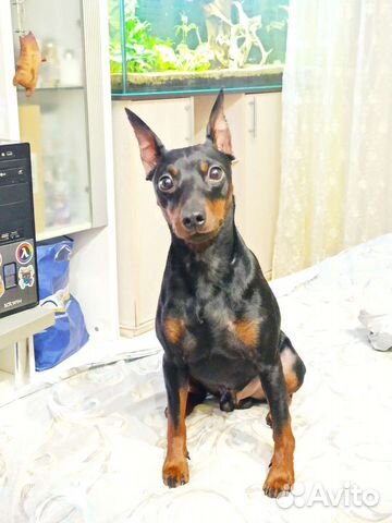 Вязка цвергпинчер