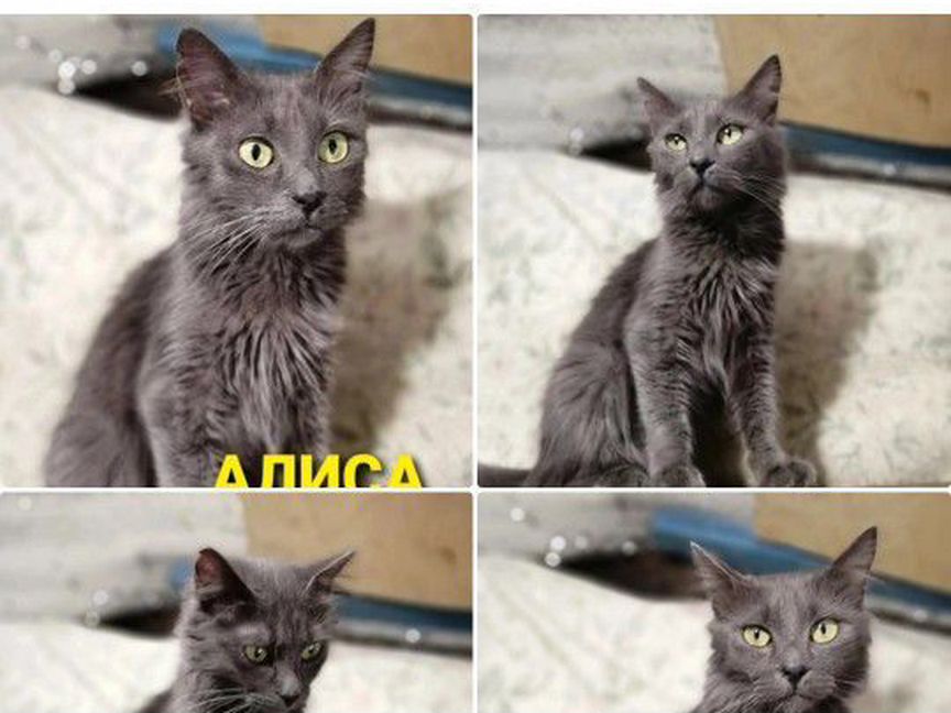 Котята подростки ждут семью
