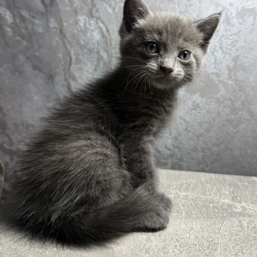 Сибирский котёнок