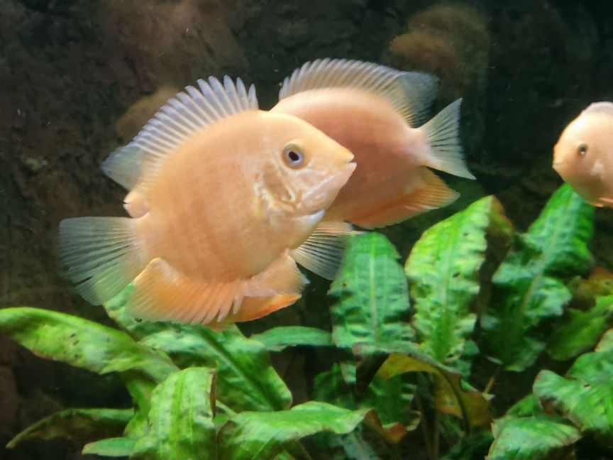 Аквариуные рыбки