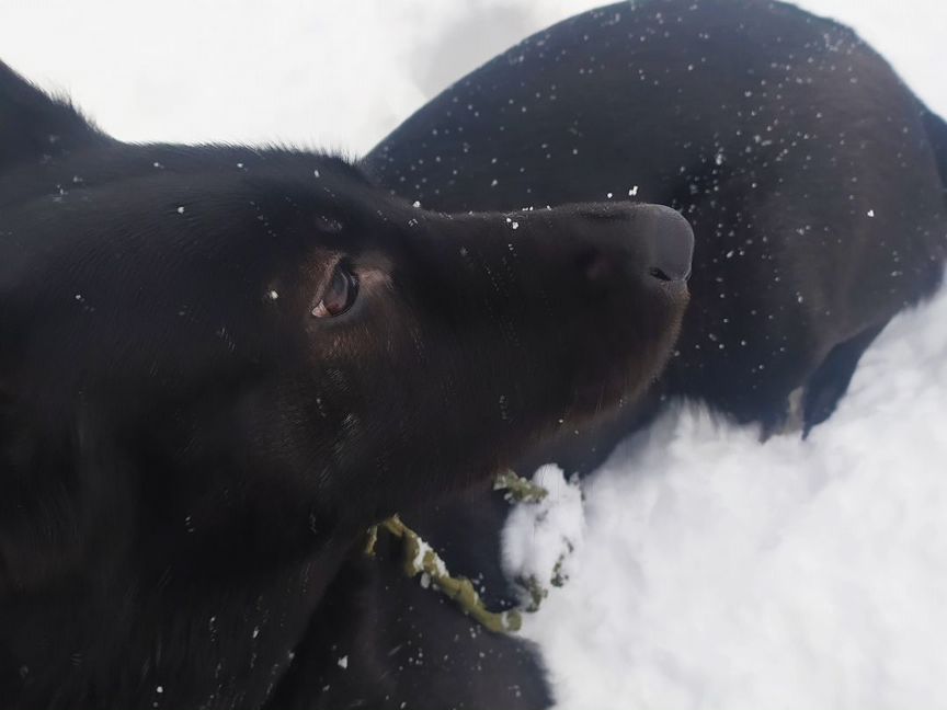 Собака для охоты спб / Санкт-Петербург