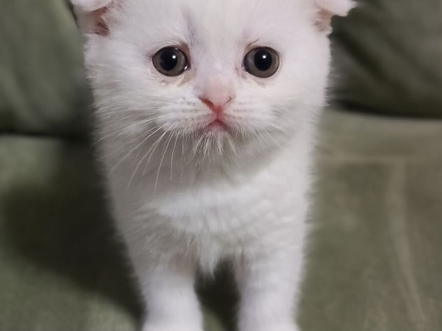 Шотландская вислоухая