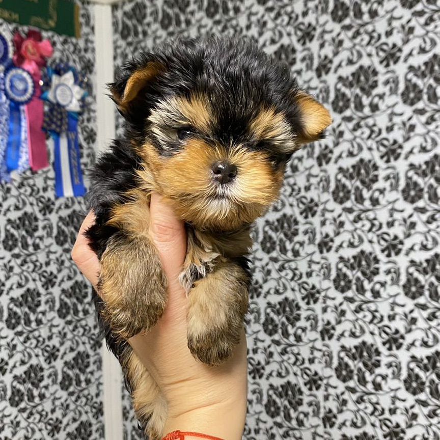 Йоркширский терьер мини