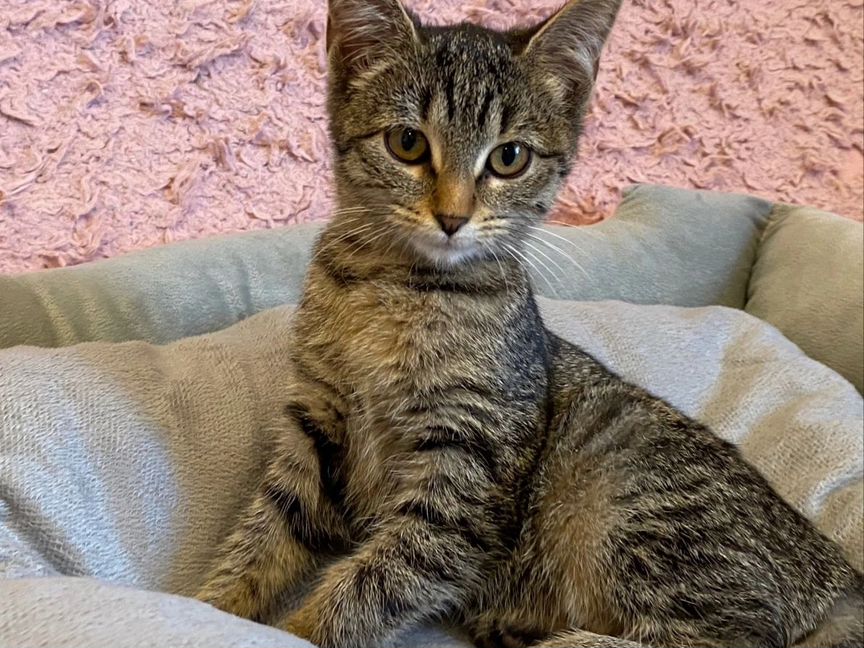 Европейская короткошерстная