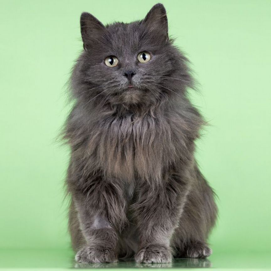 Нибелунг, взрослый кот