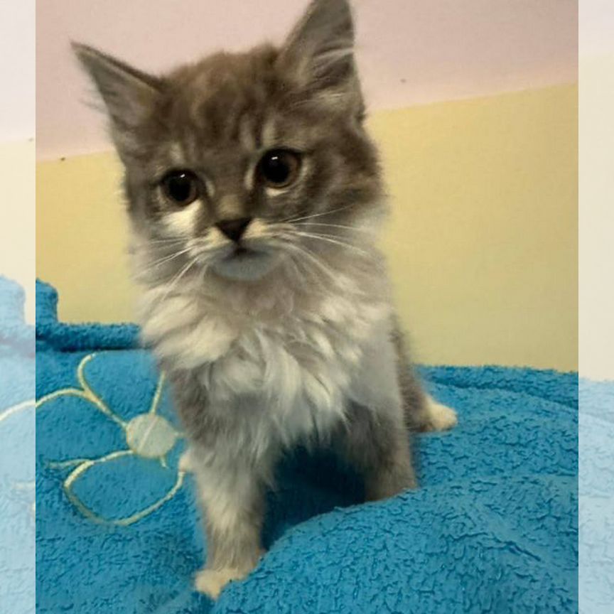 Котёнок в добрые руки