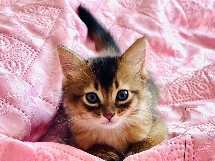 Абиссинские котята (Сомалийские)