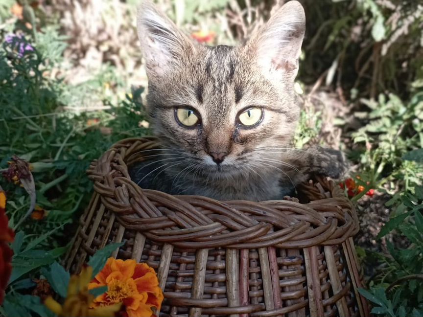 Котенок в добрые руки