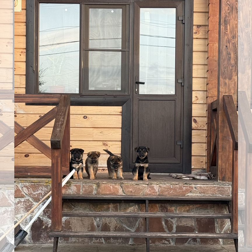 Щенок в добрые руки