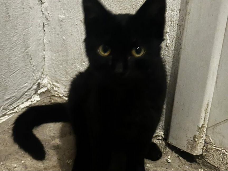 Котёнок лапушка