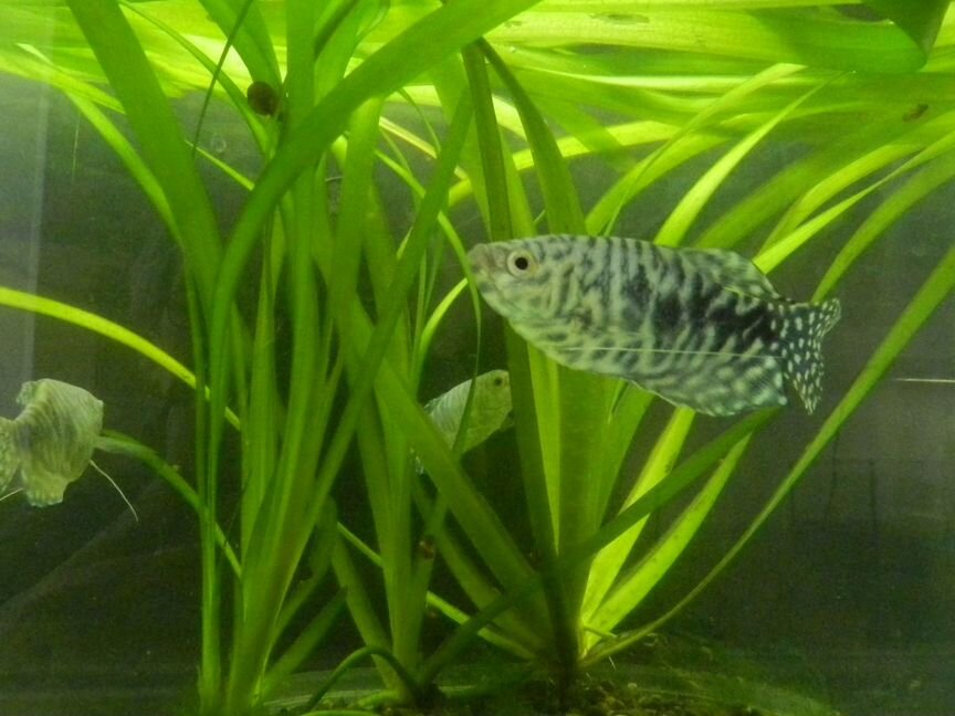 Гурами жемчужный