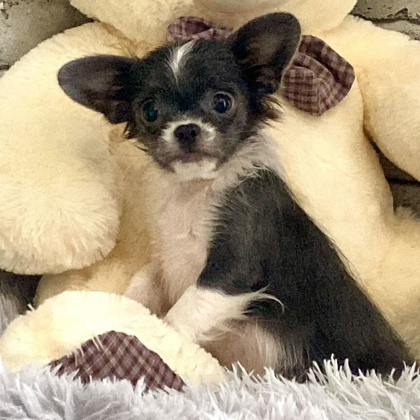 Чихуахуа, щенок