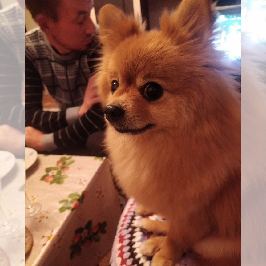 Немецкий шпиц, взрослый пёс