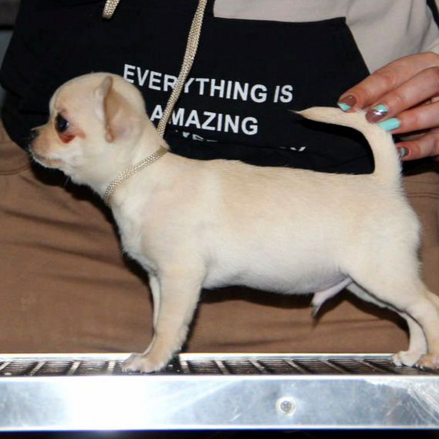 Щенок чихуахуа кобель