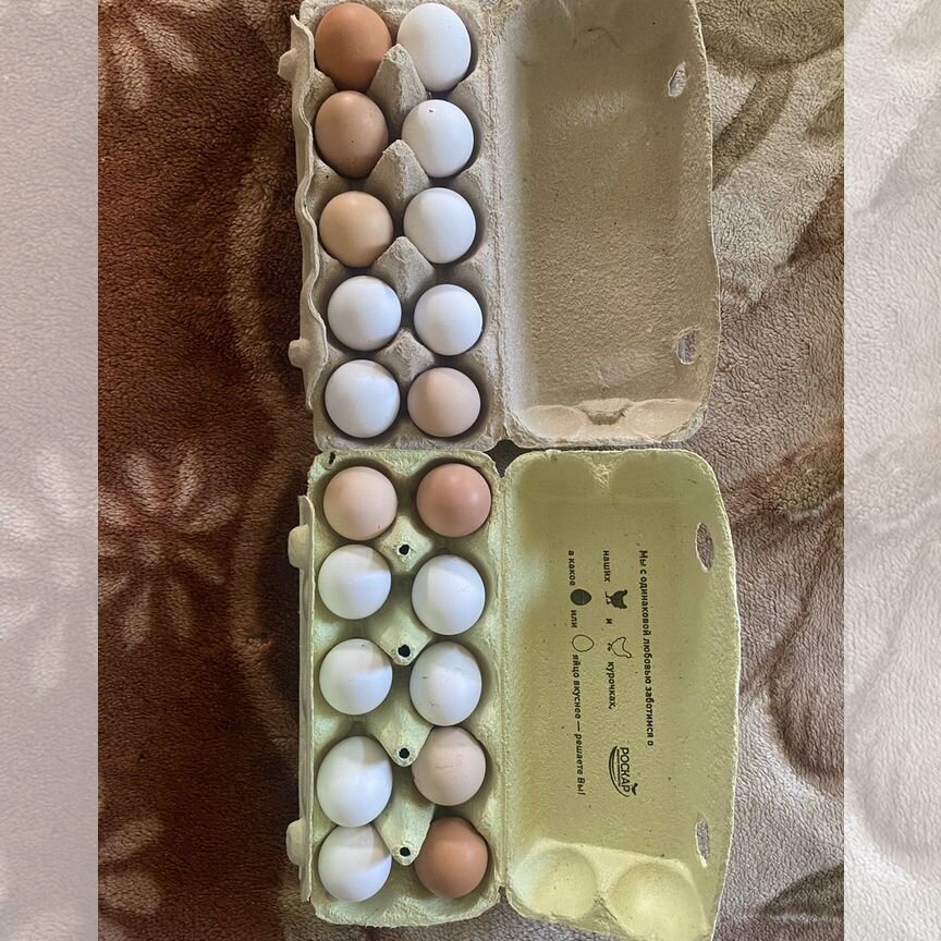 Домашние куриные яйца