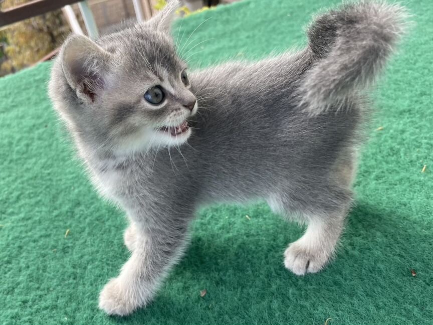 Котенок (девочка)