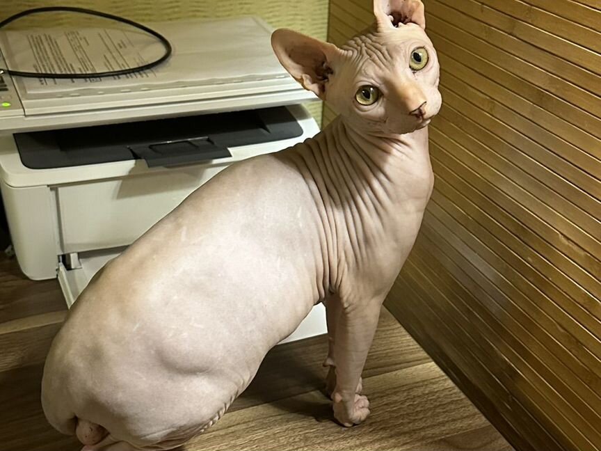 Донской сфинкс
