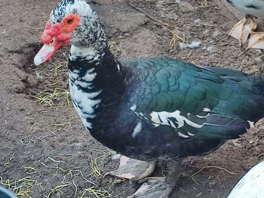 Мускусные утки индоутки