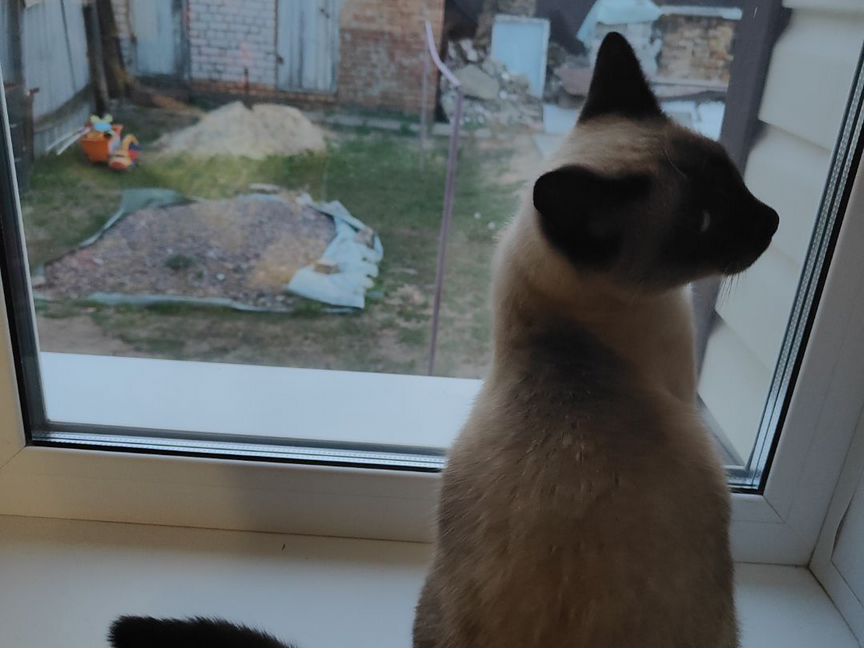 Сиамский котенок