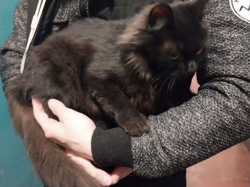 Кошка (найдена в подъезде в 29мкр.)