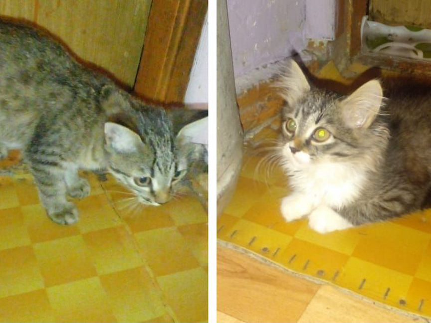 Котята в добрые руки бесплатно