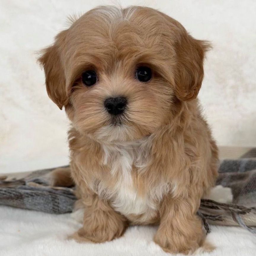 Мальтипу, щенок