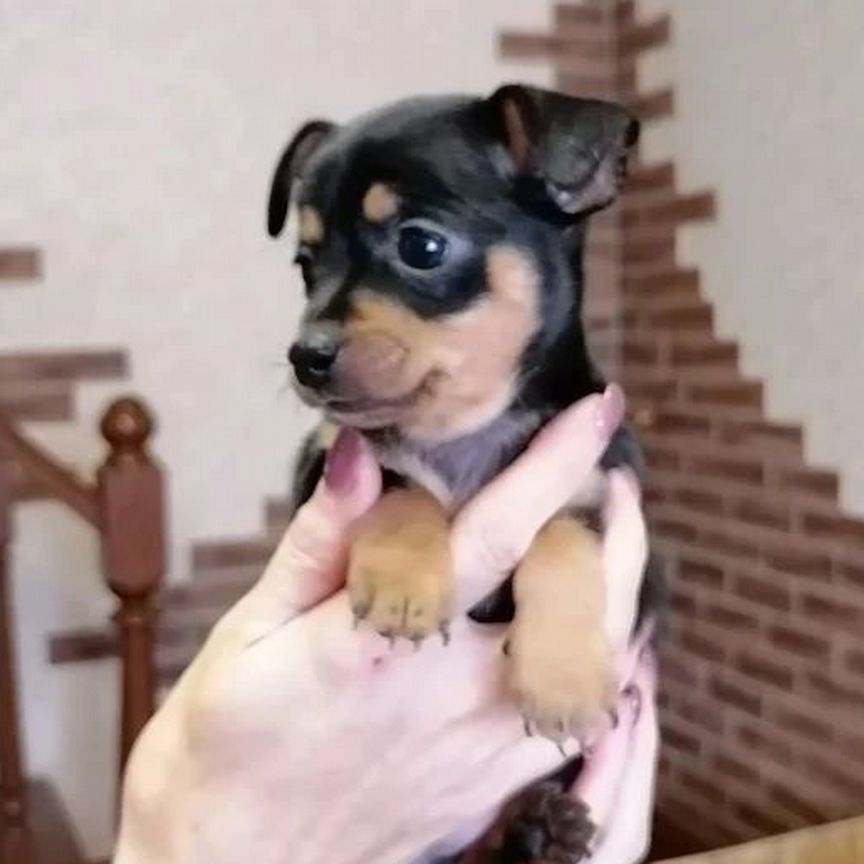 Русский той-терьер, щенок