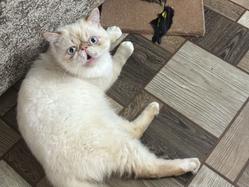 Кот перс экстримал