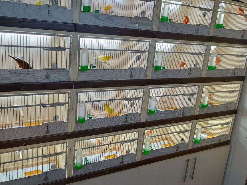 Кенара и канарейки