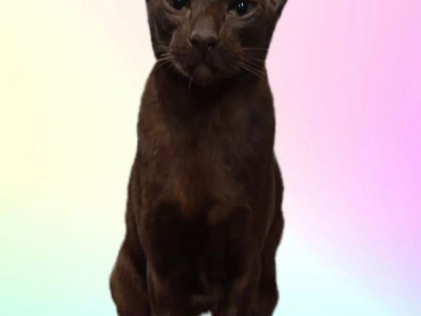 Ориентальная кошка