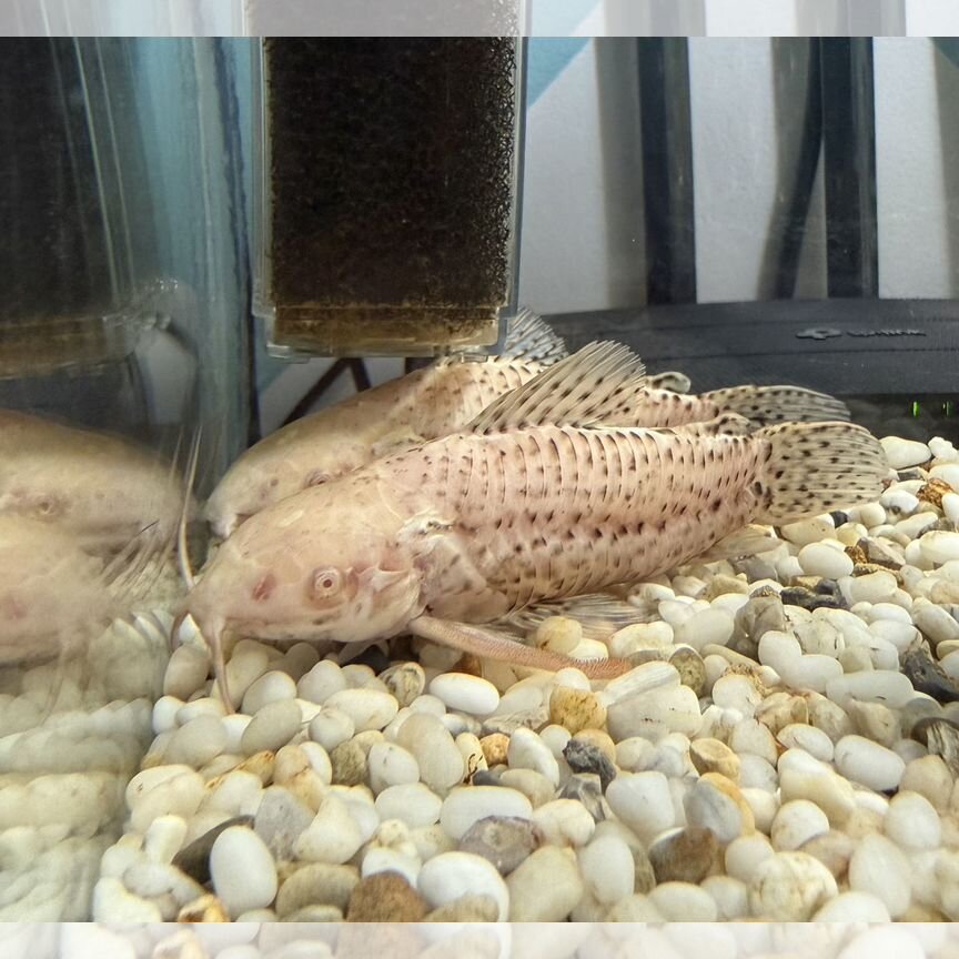 Сом торакатум