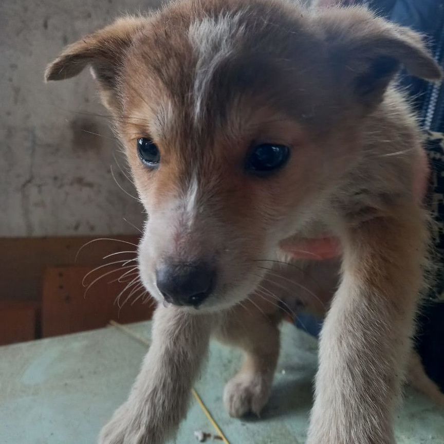 Нужен дом щенкам