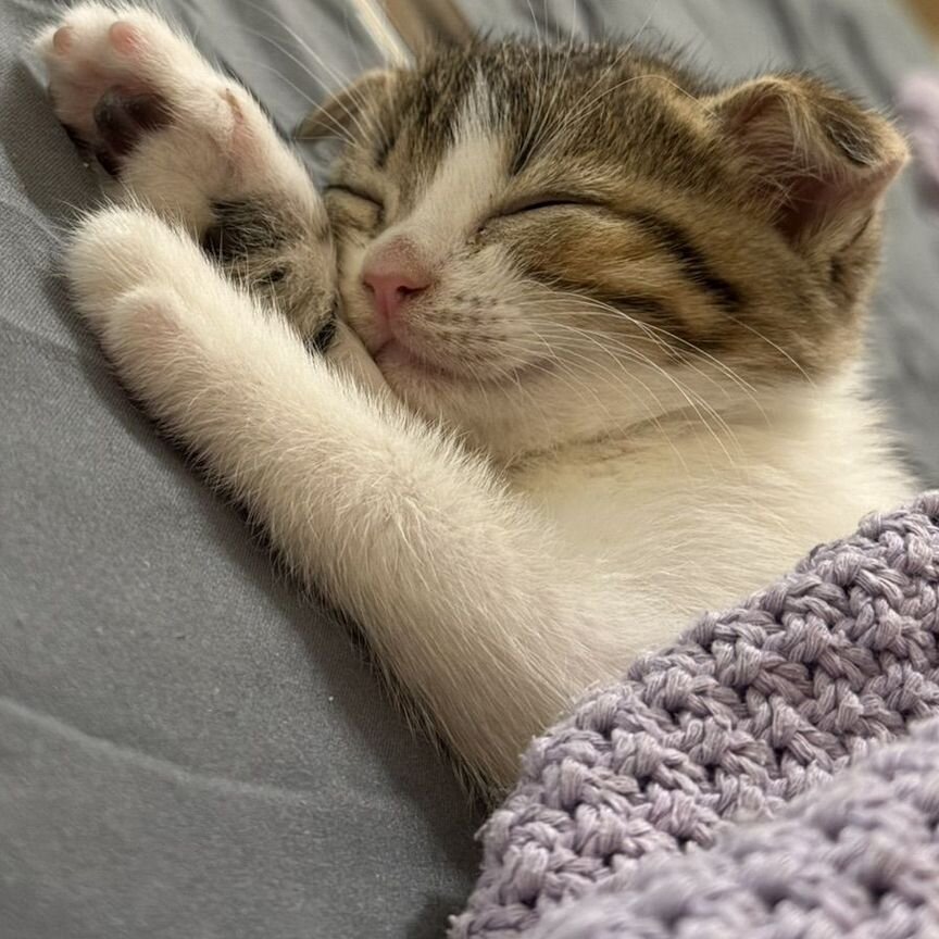 Котёнок в добрые руки