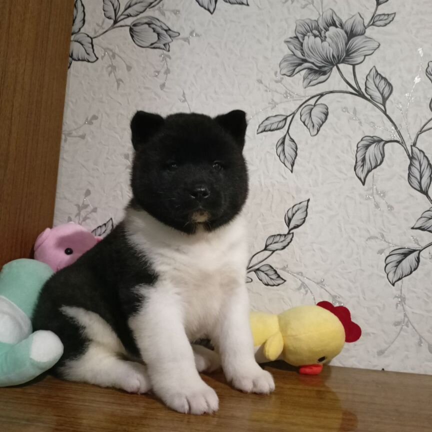 Акитосики(девчонки)