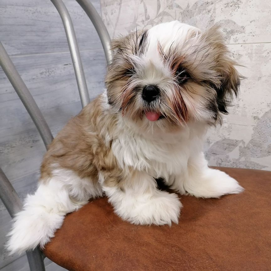 Ши-тцу, щенок