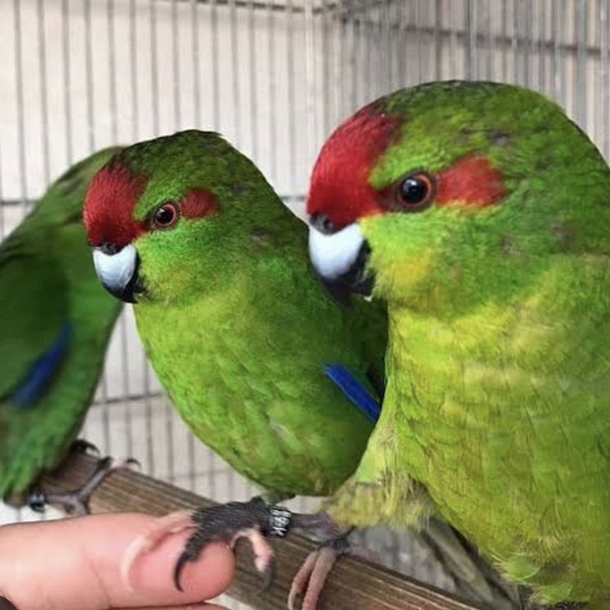 Попугай какарик