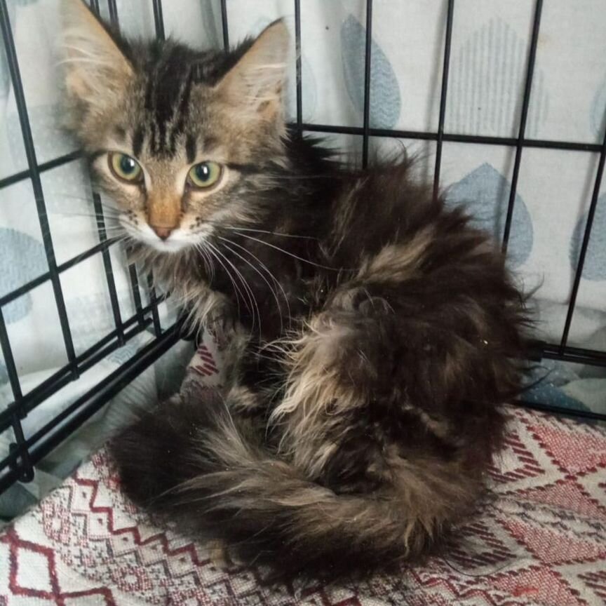 Котёнок в добрые руки