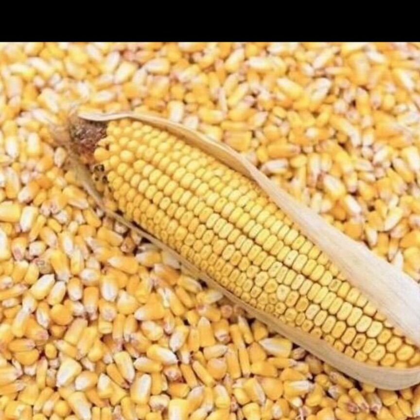 Кукуруза