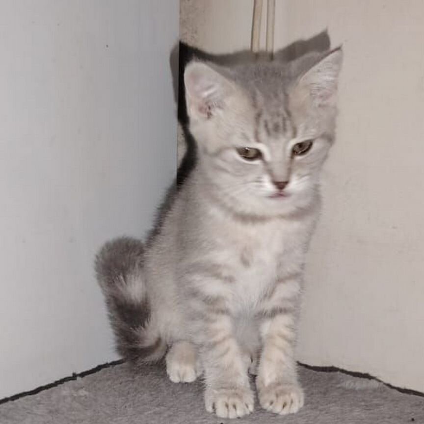 Шотландский вислоухий длинношёрстный котёнок