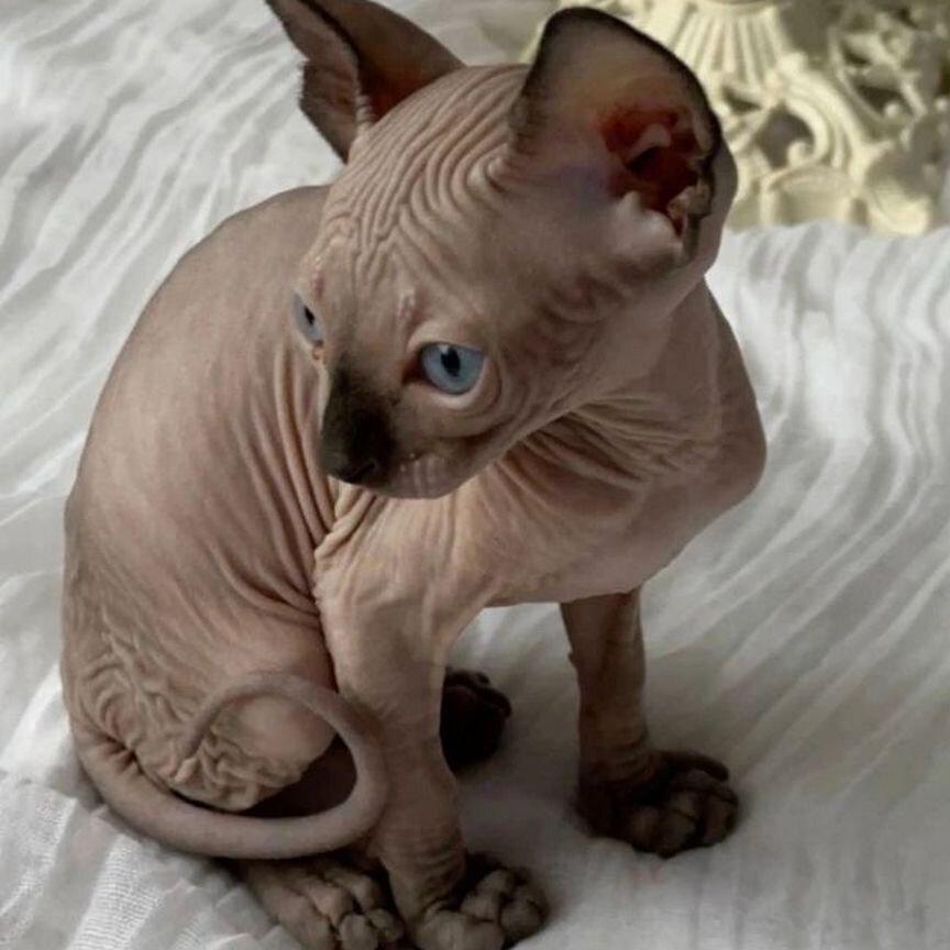 Продаются котята породы Донской сфинкс